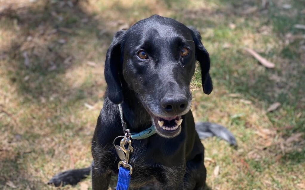 Roo - Large Female German Shorthaired Pointer x Maremma Sheepdog Mix ...