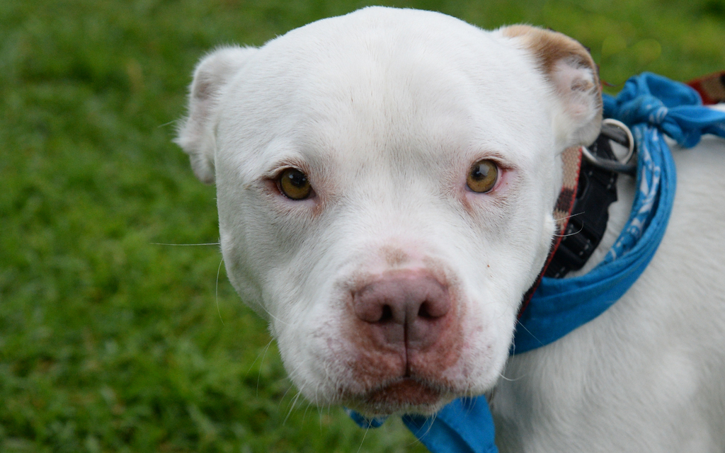 Appa - Medium Male American Staffy Mix Dog in VIC - PetRescue