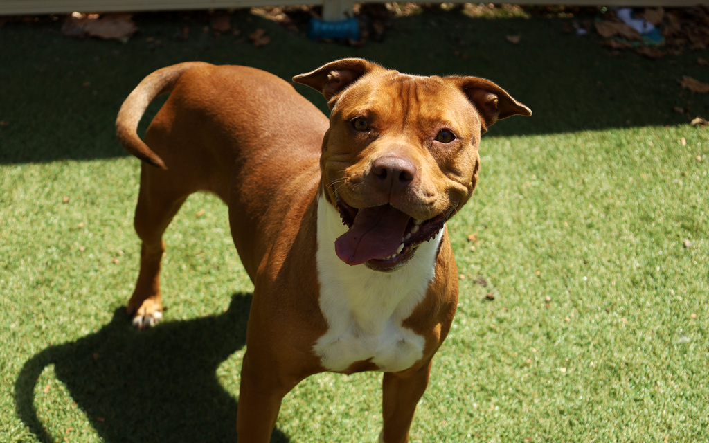 Poppet - Medium Female Staffy Mix Dog in VIC - PetRescue
