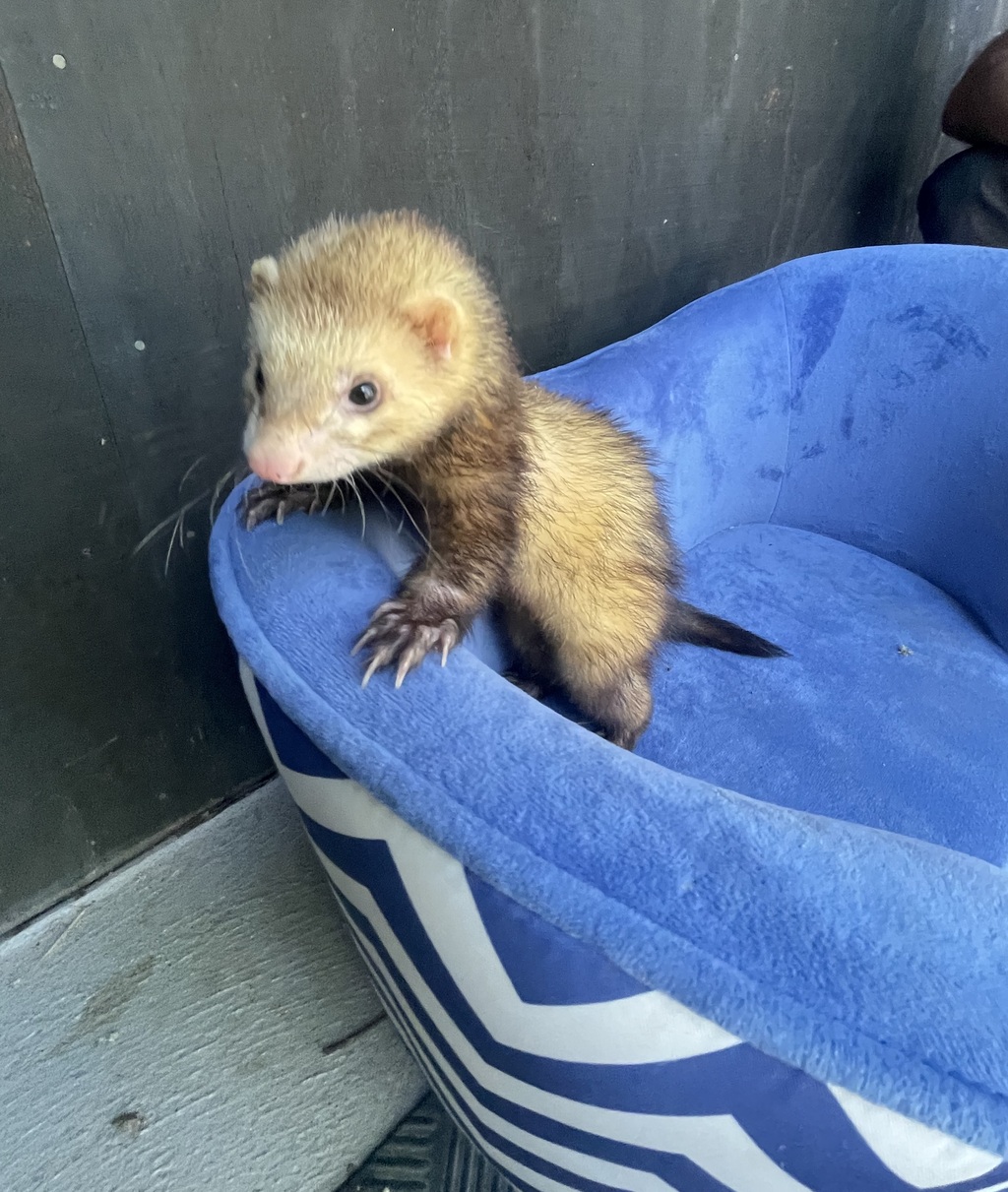 Fuzzy Wuzzy - Male Ferret Mix Ferret in VIC - PetRescue