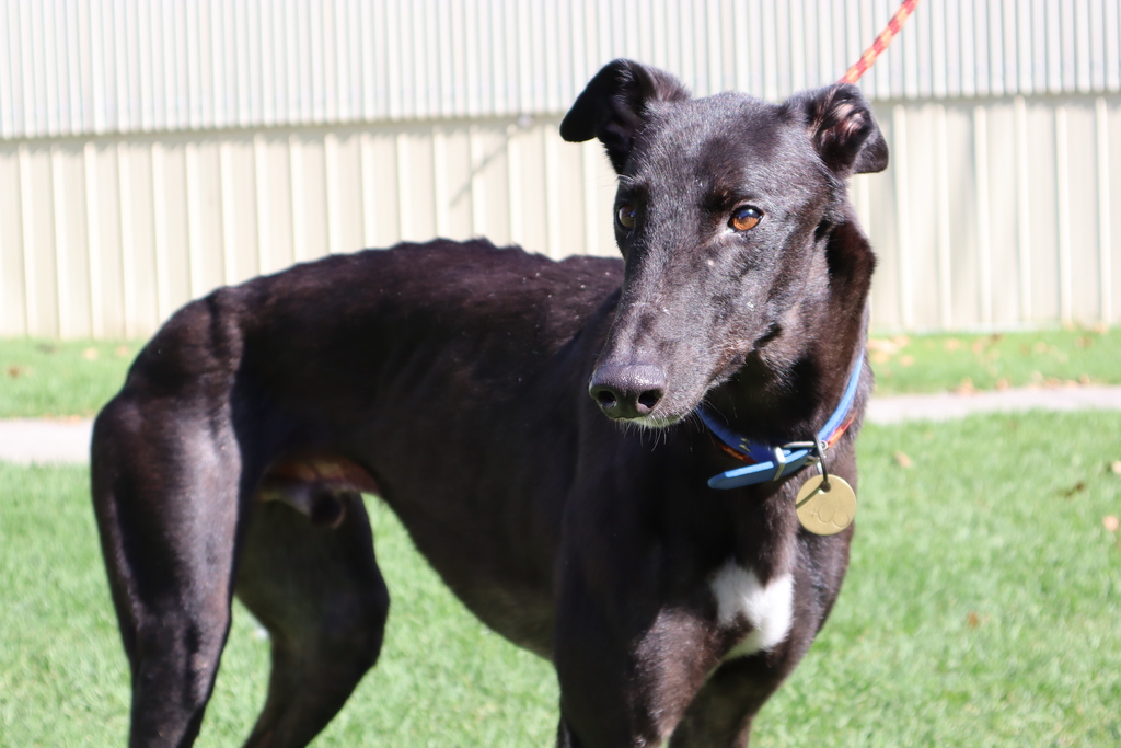 Longneck Bob - Medium Male Greyhound Mix Dog in VIC - PetRescue
