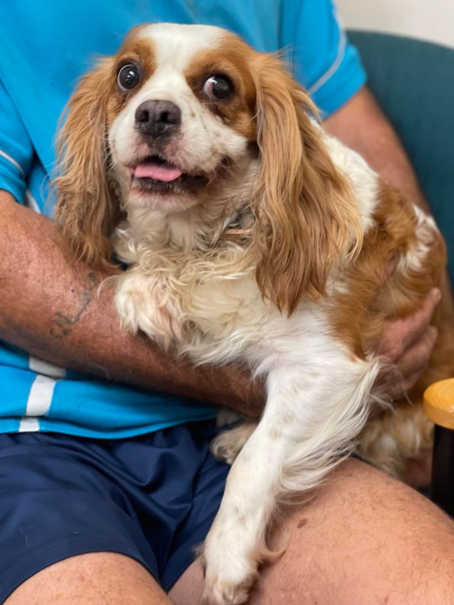 Frankie - Small Female Cavalier King Charles Spaniel Dog in QLD - PetRescue