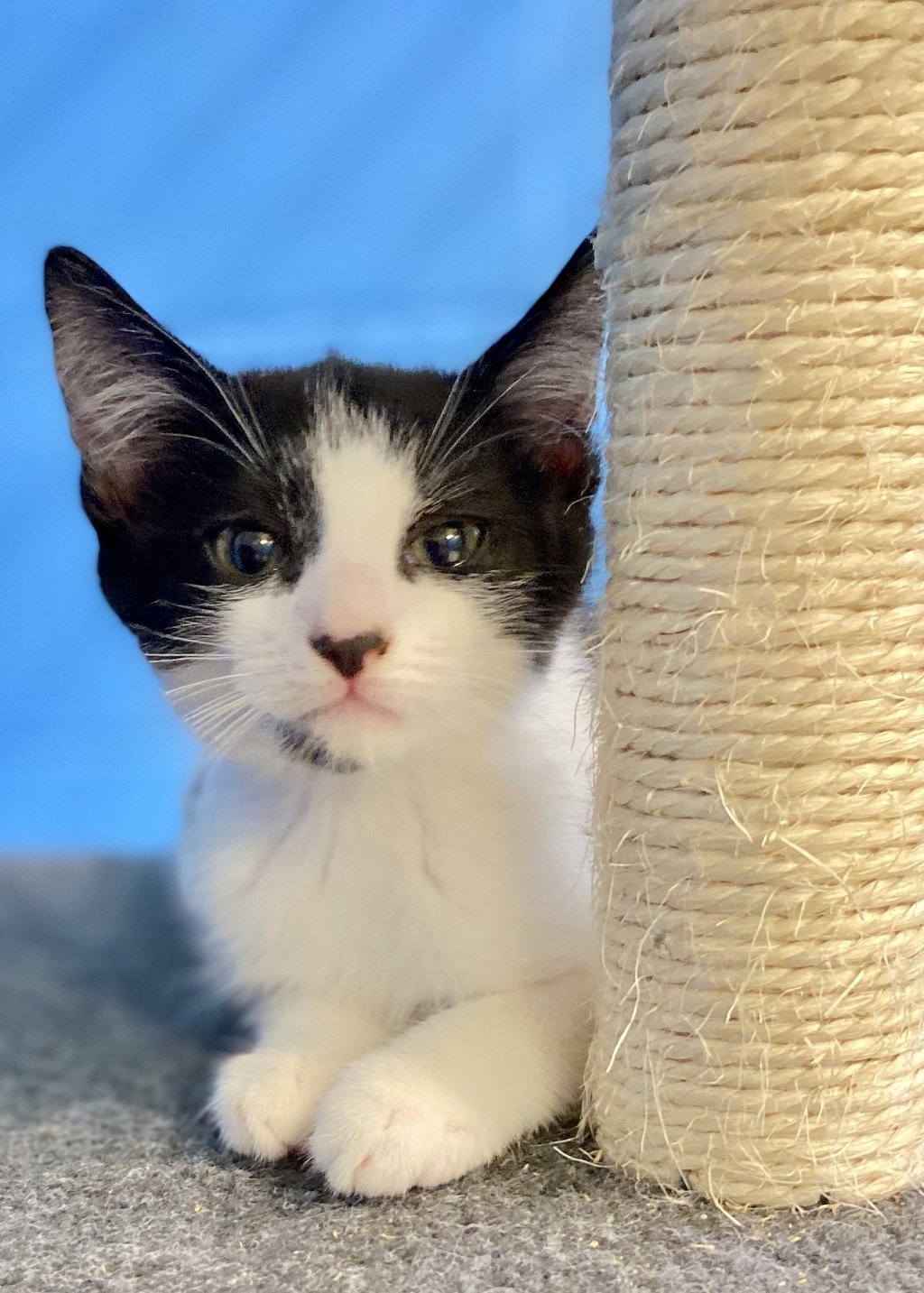 Reginald - Male Domestic Short Hair Mix Cat in QLD - PetRescue