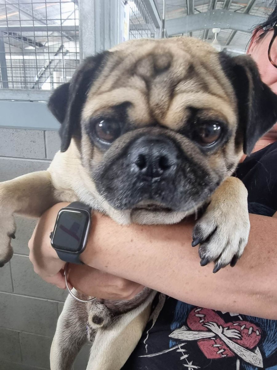Pickles - Small Male Pug Mix Dog in NSW - PetRescue