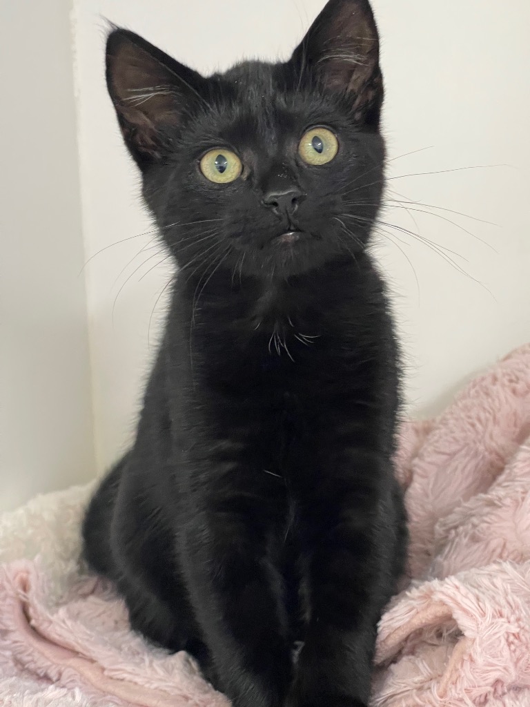 Joffrey - Mowbray - Male Domestic Short Hair Cat in TAS - PetRescue