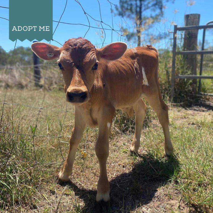 Sonny - Male Cow in QLD - PetRescue