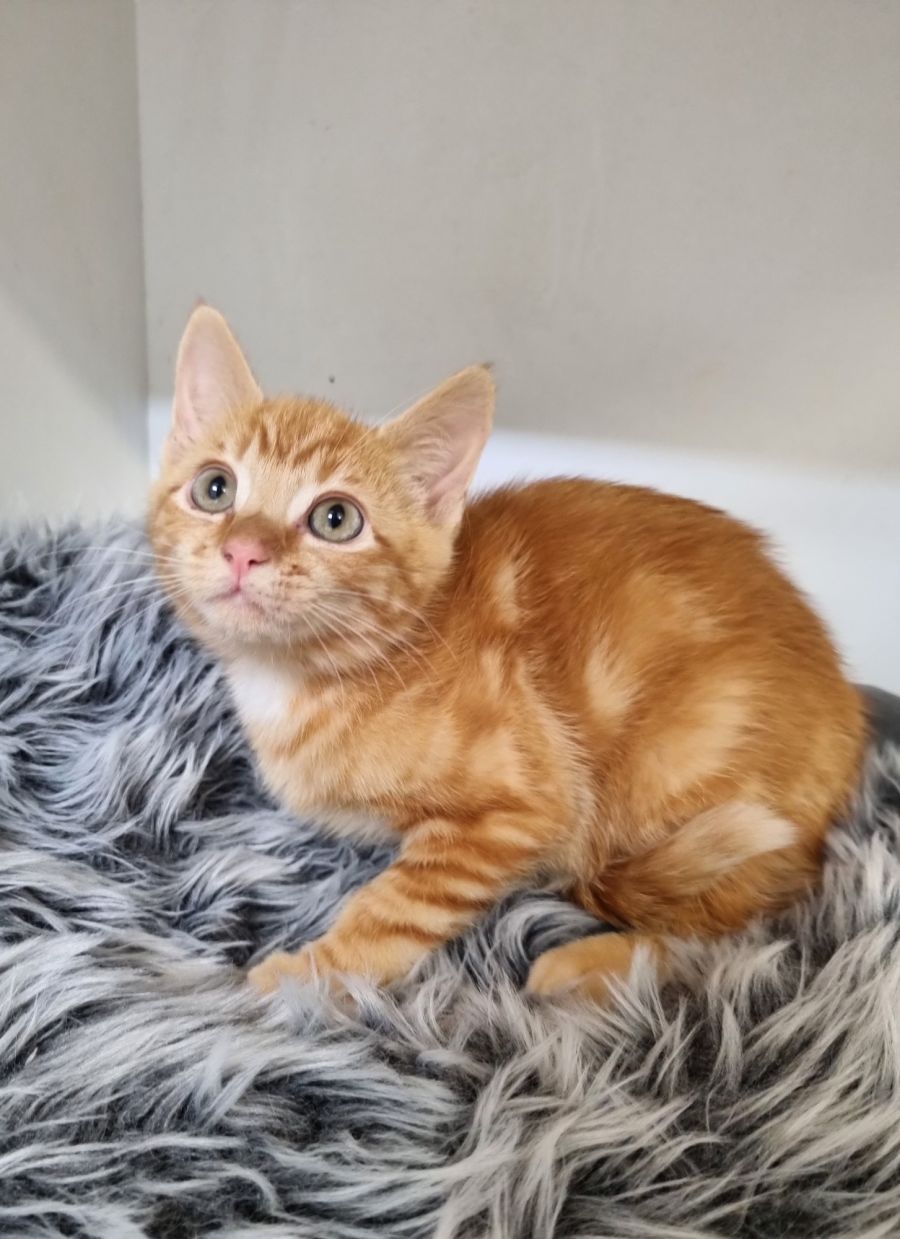 Hilary - Female Domestic Short Hair Cat in NSW - PetRescue