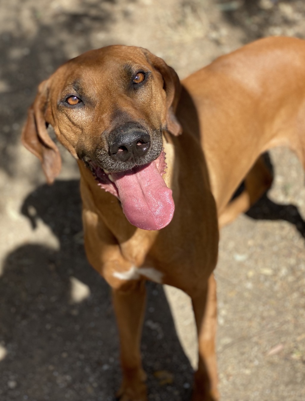 Lulu - Large Female Rhodesian Ridgeback Mix Dog in VIC - PetRescue