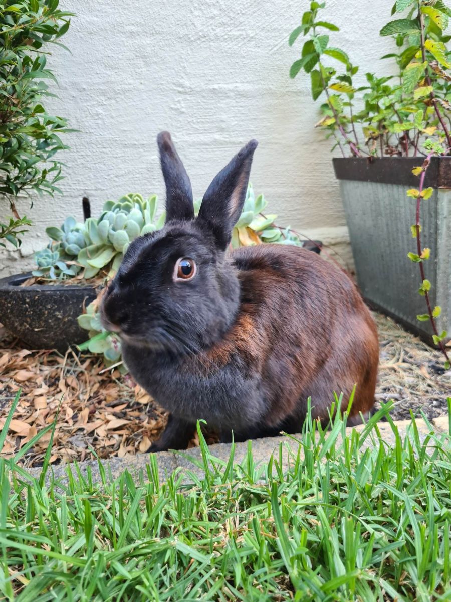 Cherry - Female Rabbit in VIC - PetRescue