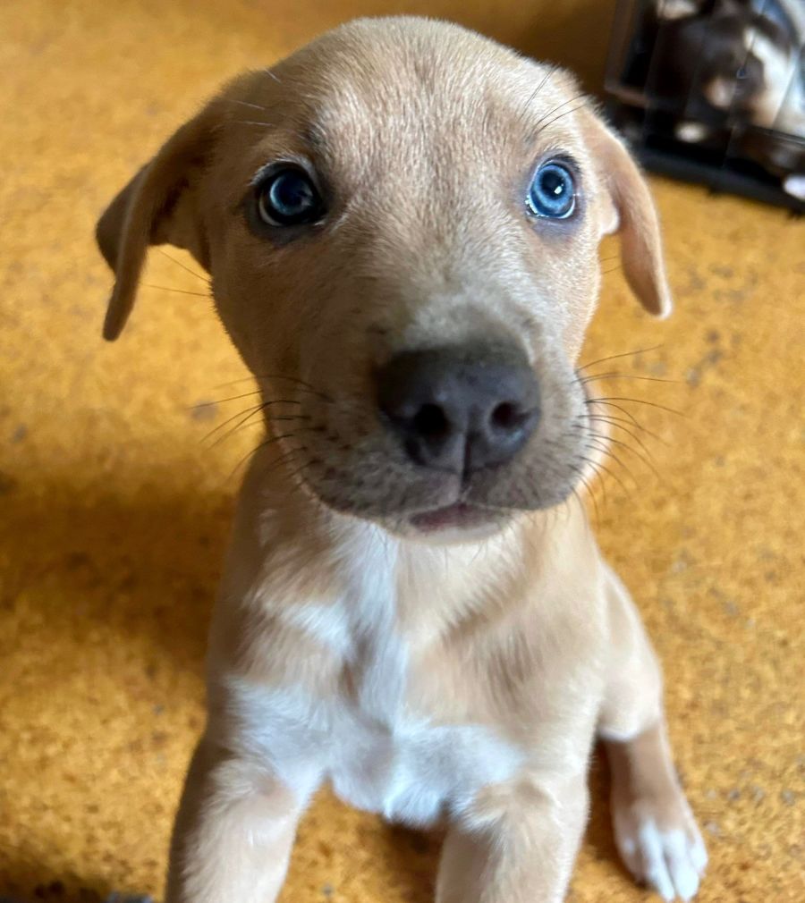 Misha - Large Female Mixed Breed Dog in NSW - PetRescue