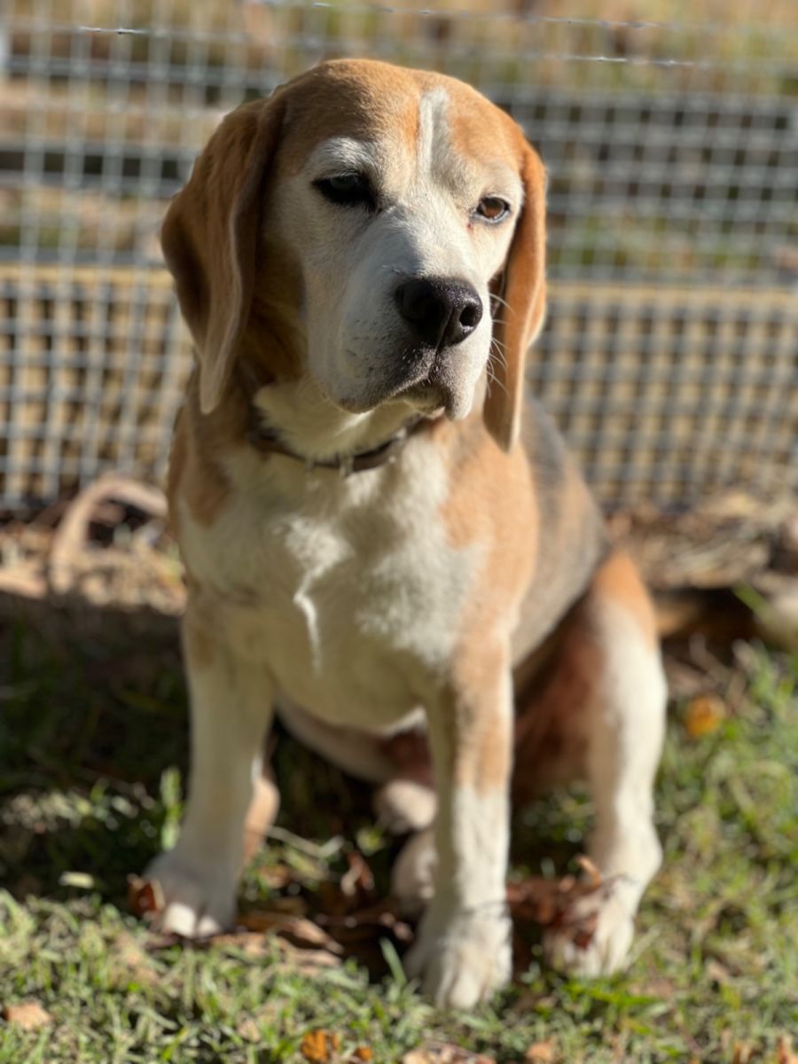 Colby - Medium Male Beagle Dog in VIC - PetRescue