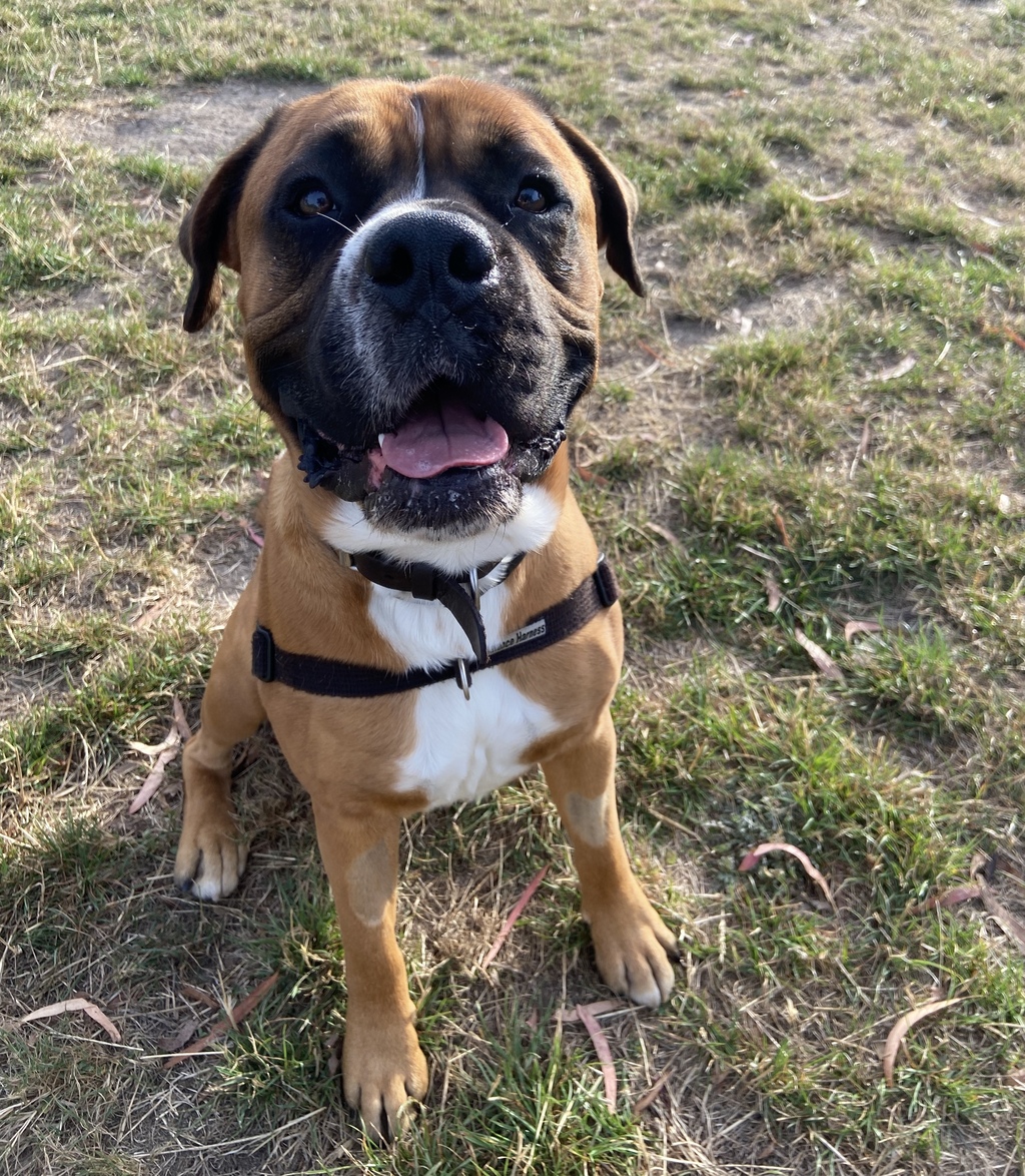 Harley - Medium Male Boxer x English Staffordshire Bull Terrier Dog in ...