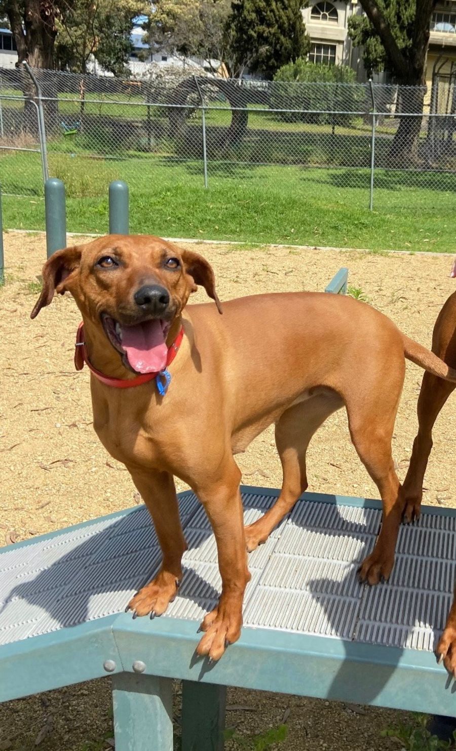 Neytiri - Medium Female Rhodesian Ridgeback Dog in NSW - PetRescue