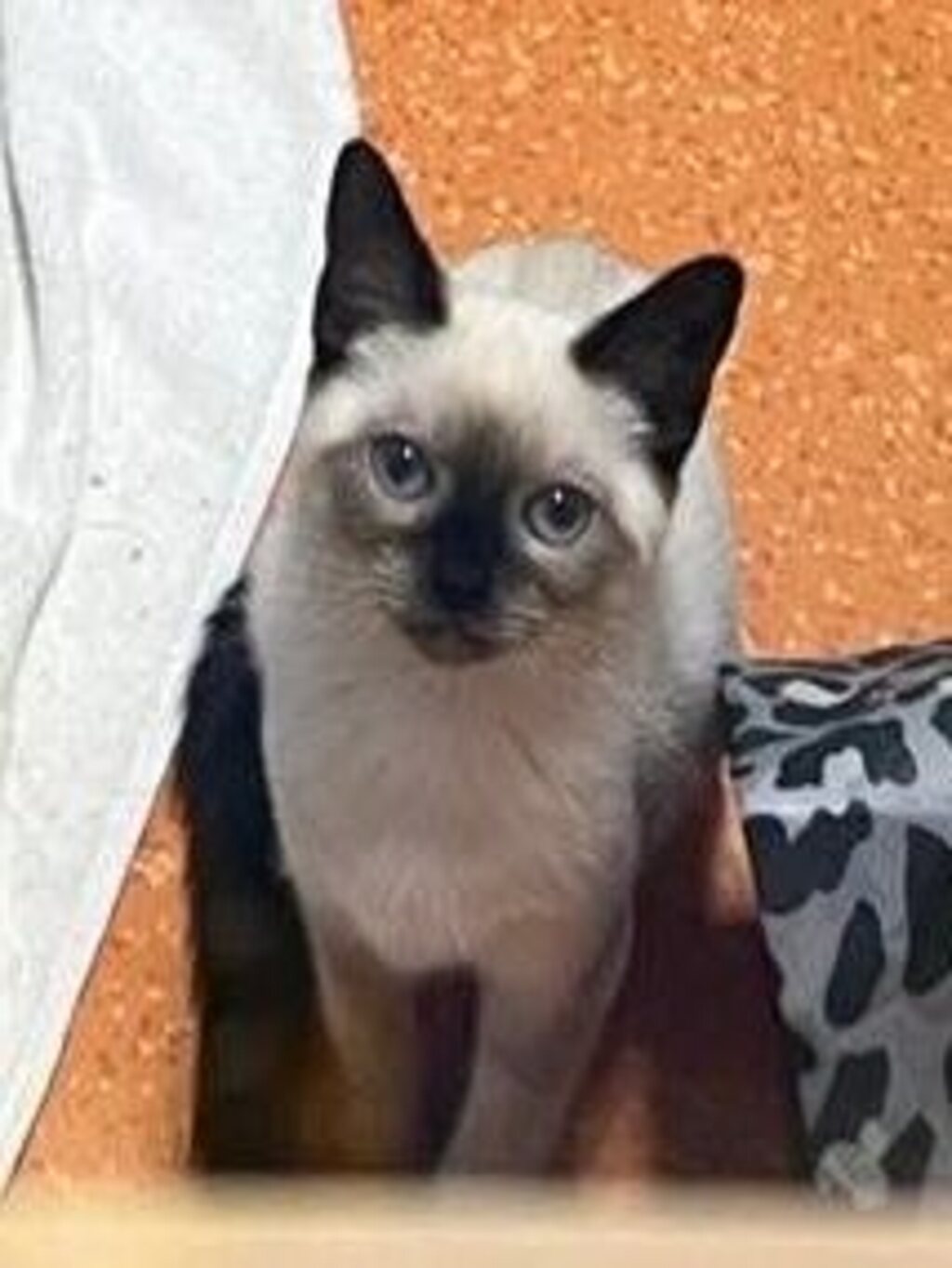 Biscuit - Female Layanese Mix Cat in QLD - PetRescue