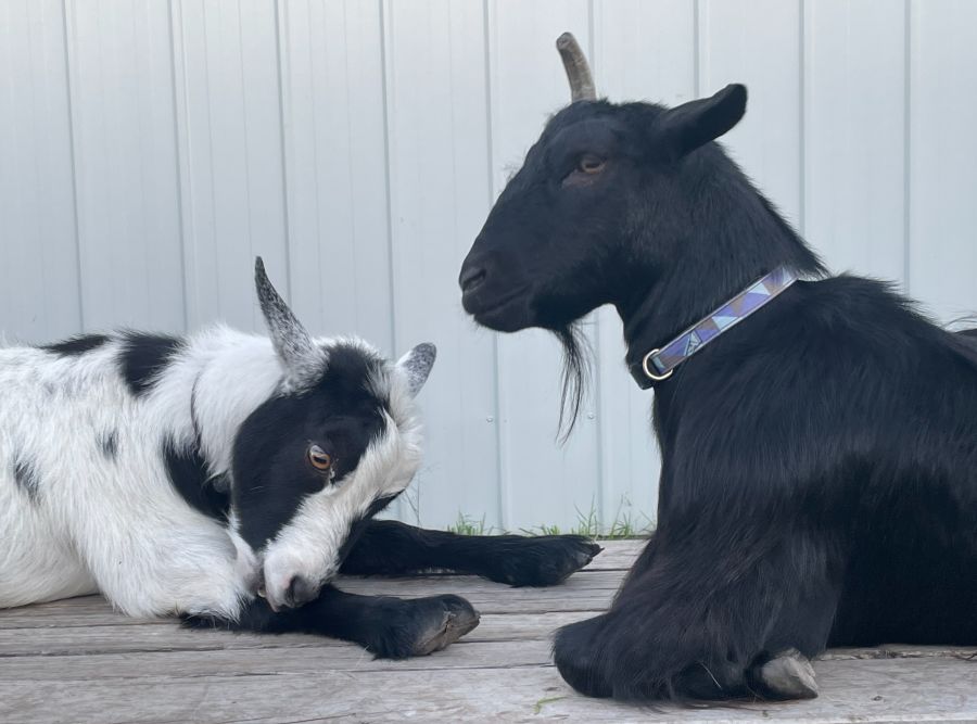 Sooty and Timmy - Male Goat in QLD - PetRescue