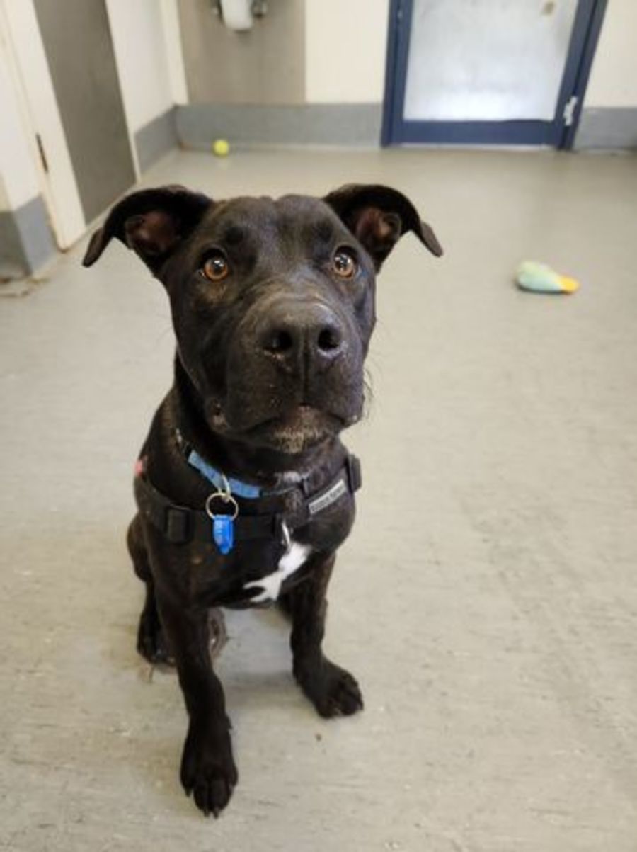 Beau - Medium Male American Staffordshire Terrier Mix Dog in NSW ...