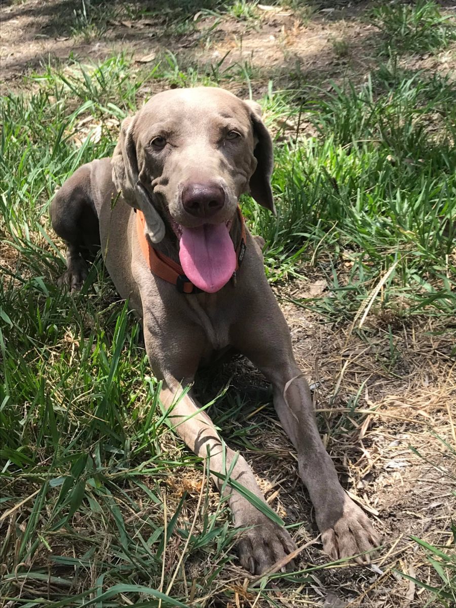 Maggie - Large Female Weimaraner Dog in NSW - PetRescue