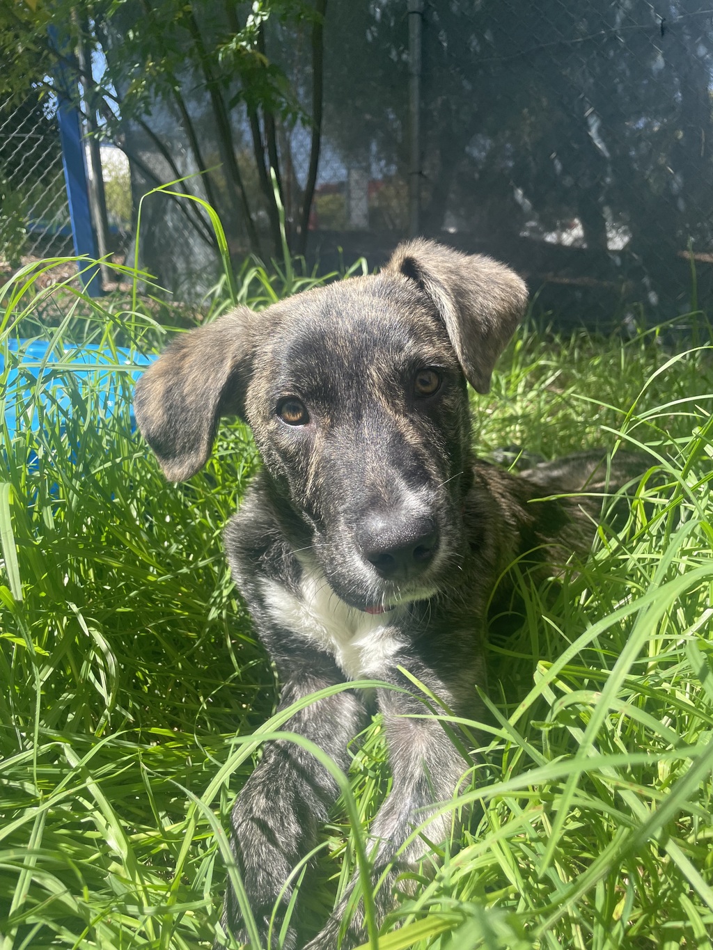 Shrek - Medium Male Huntaway x Kelpie Mix Dog in WA - PetRescue