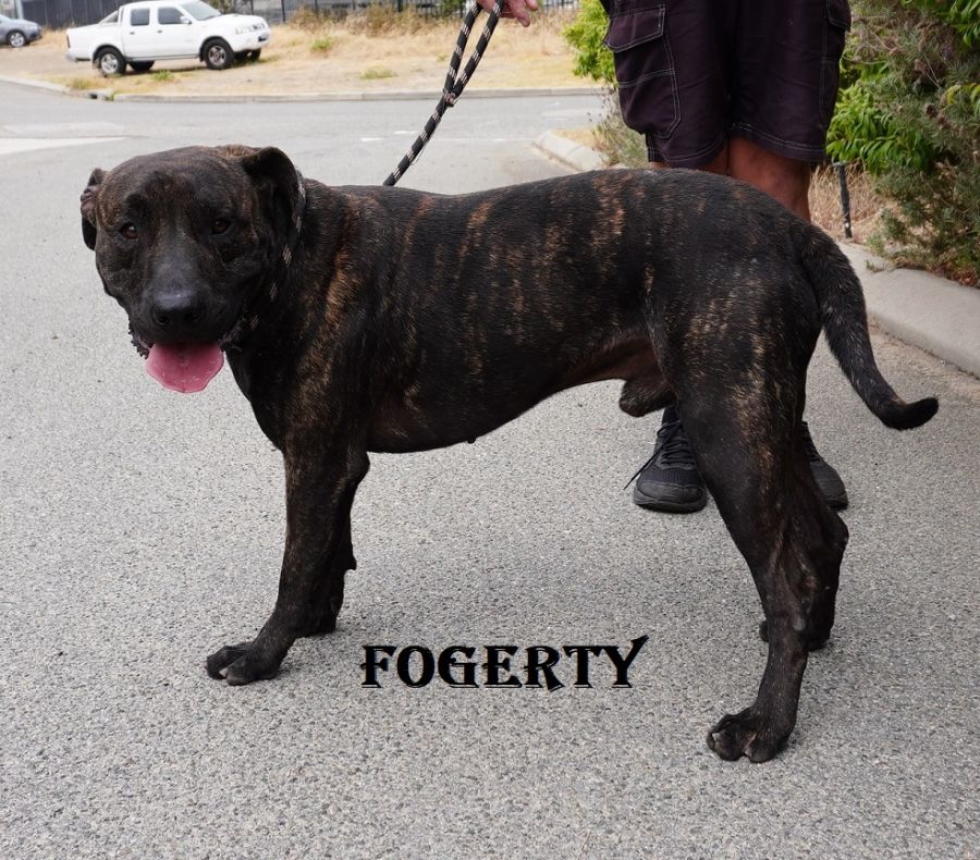 Fogarty - Medium Male Cross breed Dog in WA - PetRescue