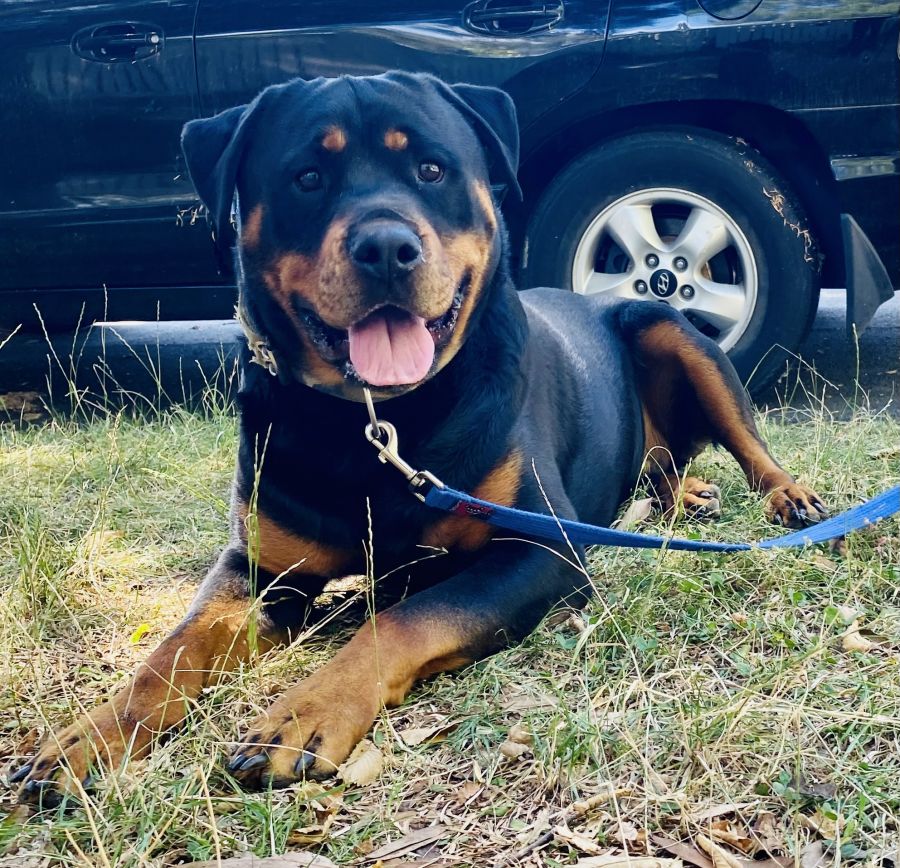 Axel - Large Male Rottweiler Dog in VIC - PetRescue