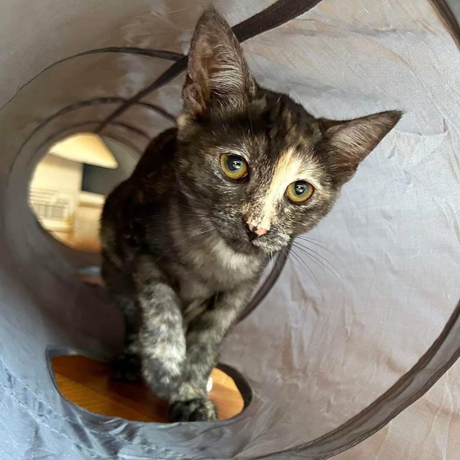 8723 - Cayenne - Female Domestic Short Hair Cat in WA - PetRescue