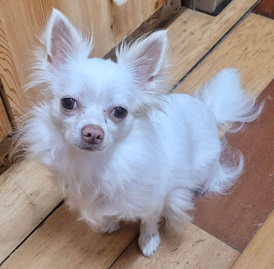 Winnie - Small Female Chihuahua Dog in QLD - PetRescue