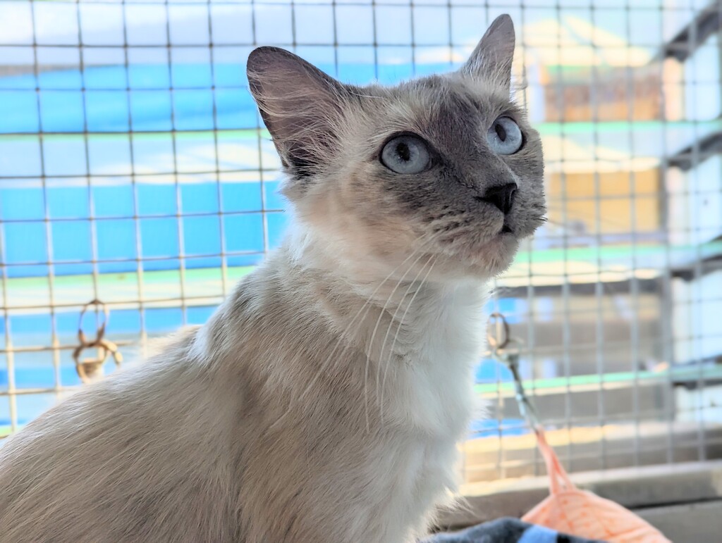 Pyro - Female Layanese Mix Cat in QLD - PetRescue