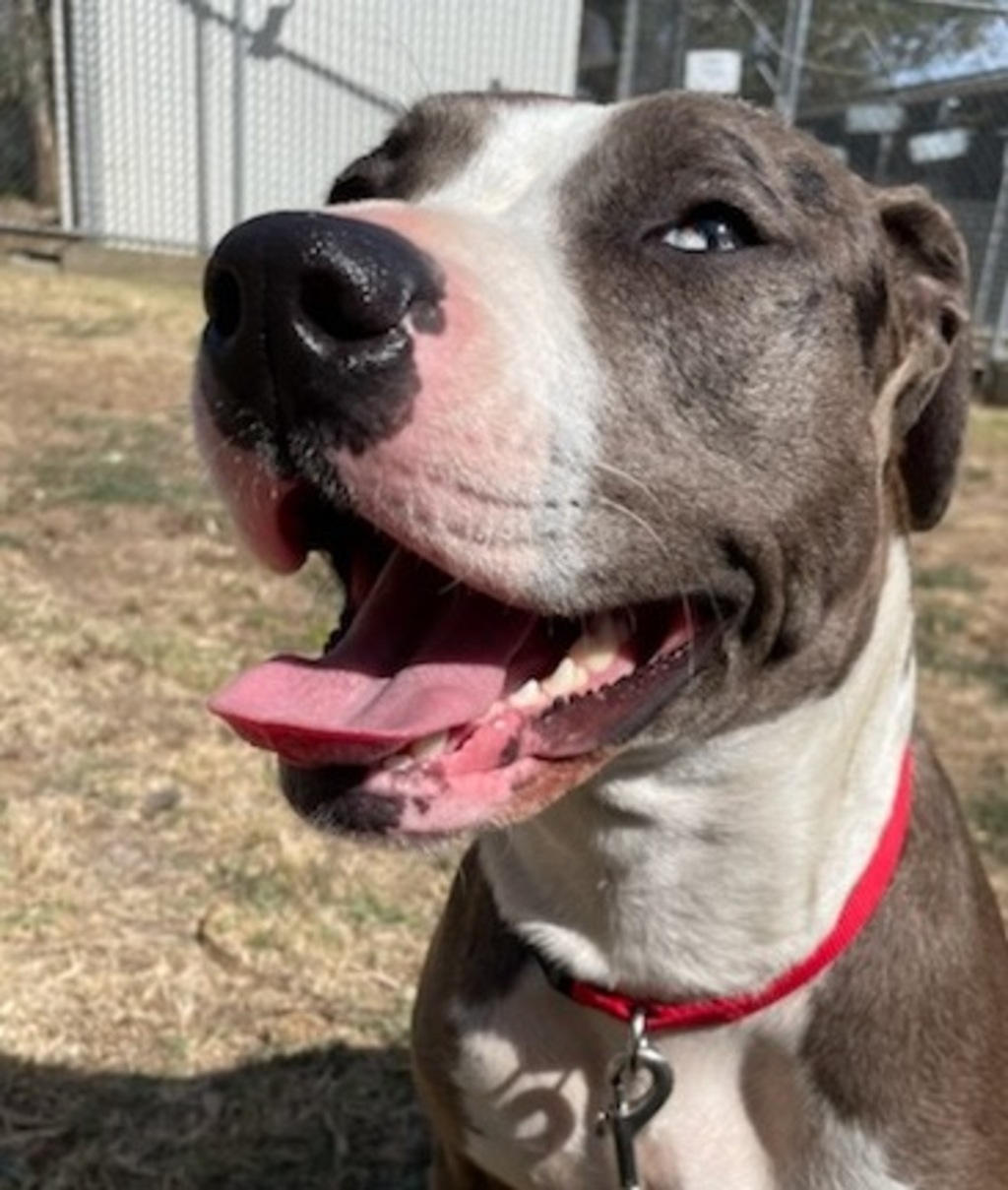 Starla - Medium Female Catahoula x Staffy Mix Dog in VIC - PetRescue