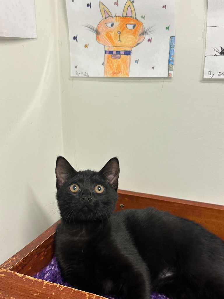 Jay Jay - Male Domestic Short Hair Cat in TAS - PetRescue