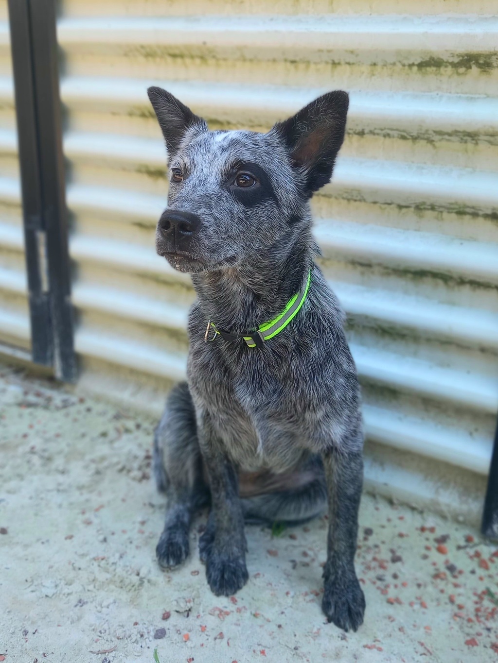 Hula - Medium Female Smithfield Cattle Dog Dog in VIC - PetRescue
