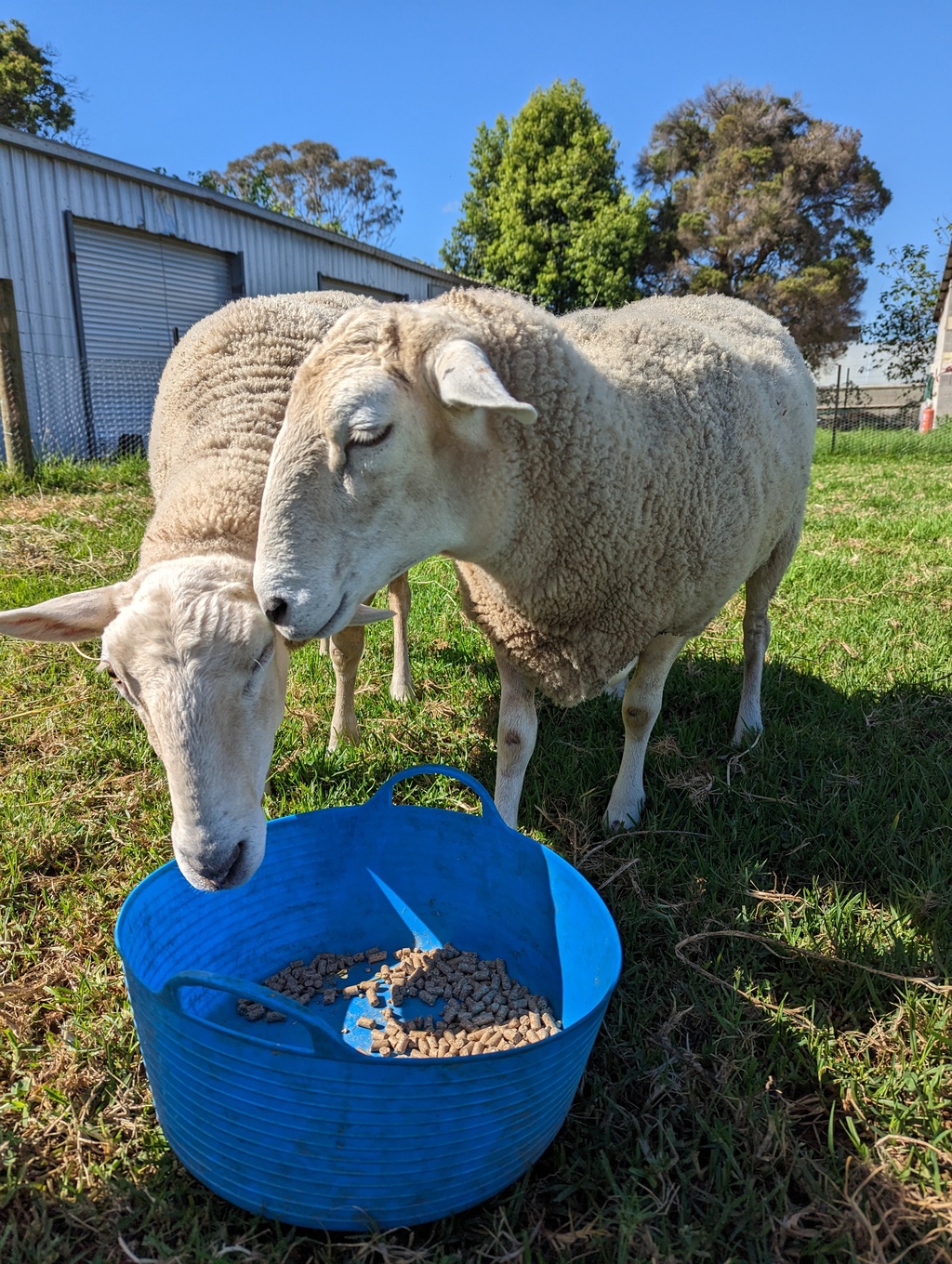 Jack - Male Brown Sheep Mix Sheep in NSW - PetRescue