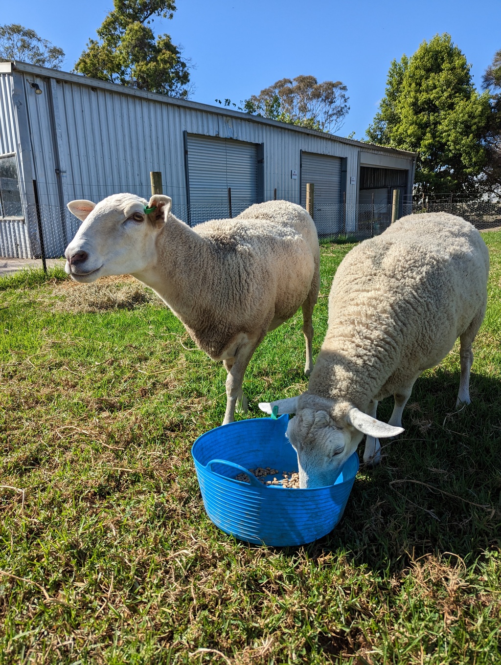 Jill - Female Brown Sheep Mix Sheep in NSW - PetRescue