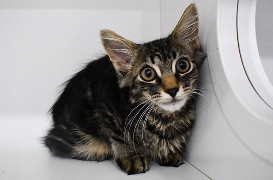 Landon 10679 - Male Domestic Medium Hair Cat in NSW - PetRescue