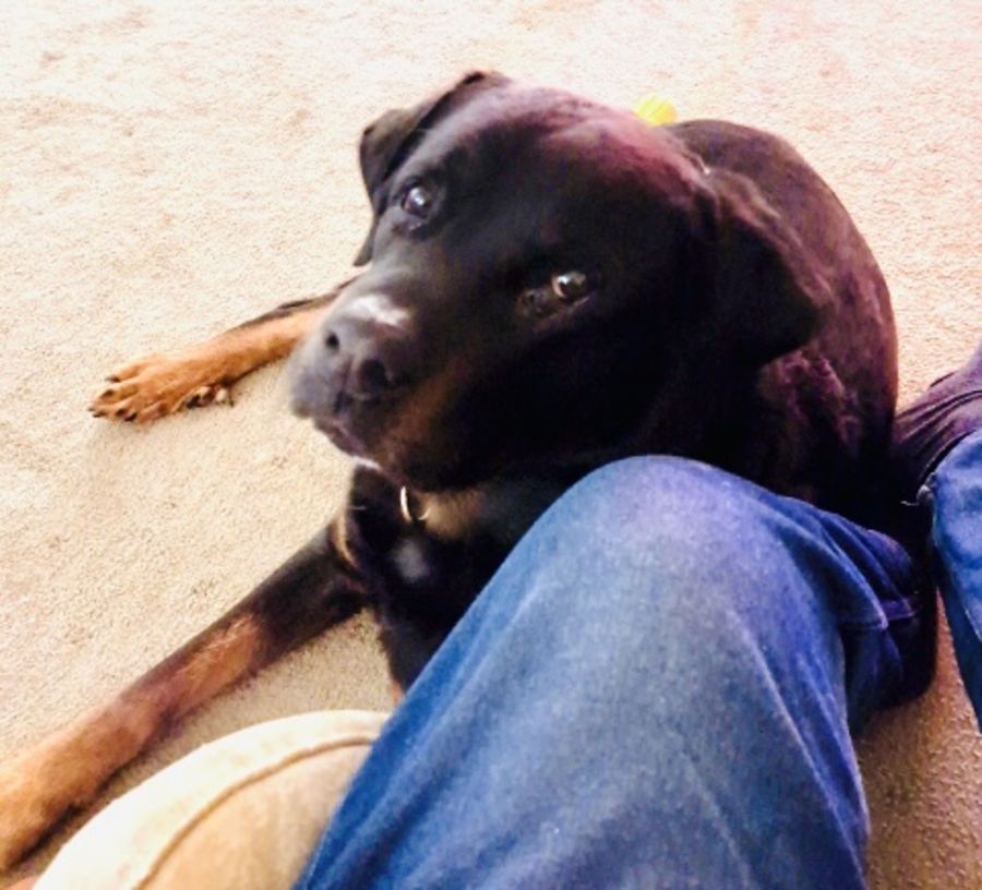 Homeless Hounds Animal Rescue - PetRescue