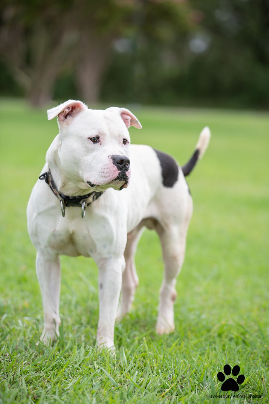 Ranger - Large Male Staffy Dog in NSW - PetRescue
