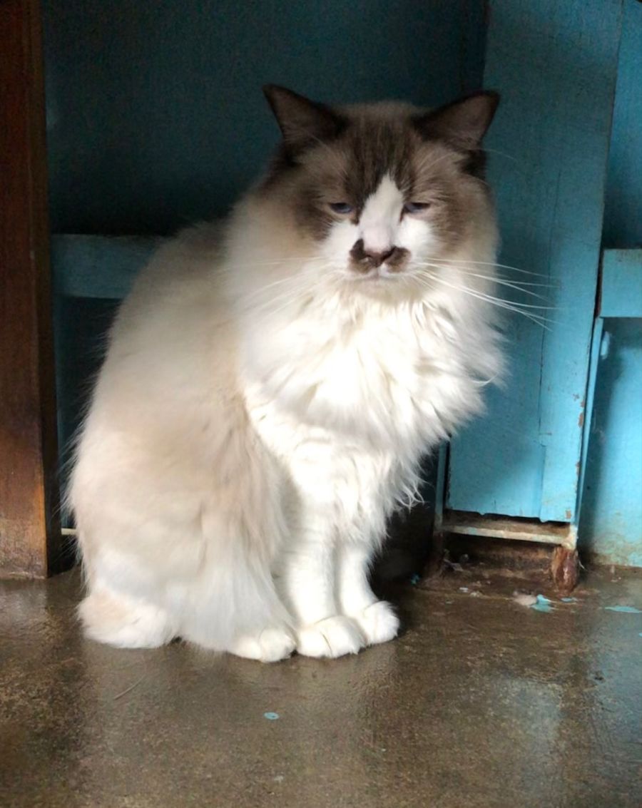 Freddy - Male Ragdoll Cat in NSW - PetRescue