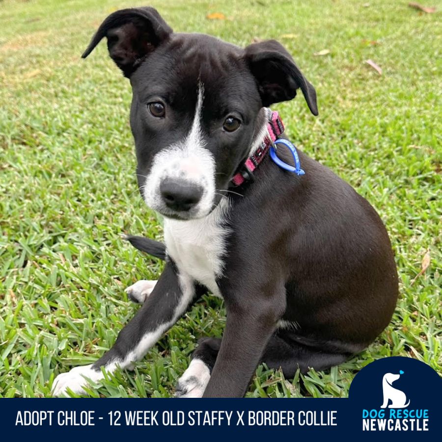 Chloe - 12 Week Old Staffy X (On Trial) - Medium Female Staffy x Border ...