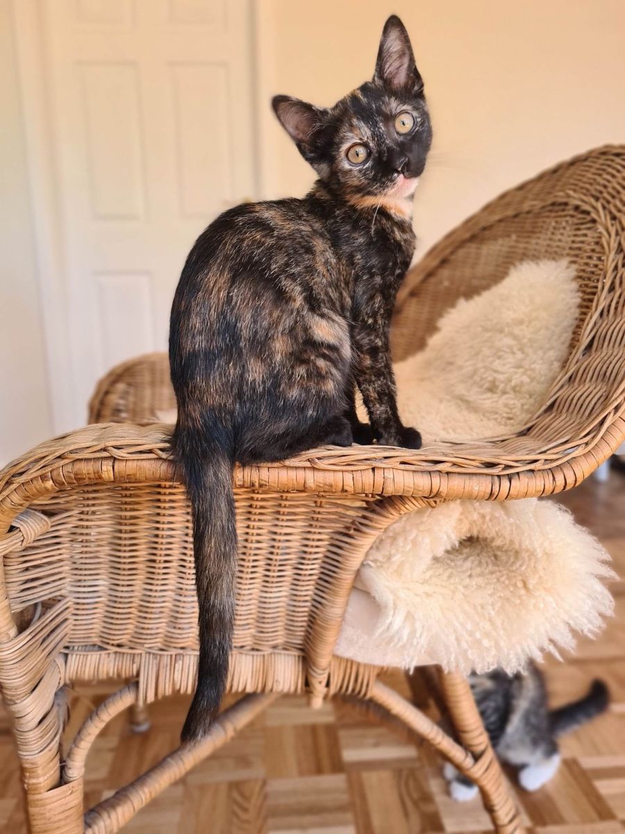 Inky - Female Domestic Short Hair Cat in NSW - PetRescue