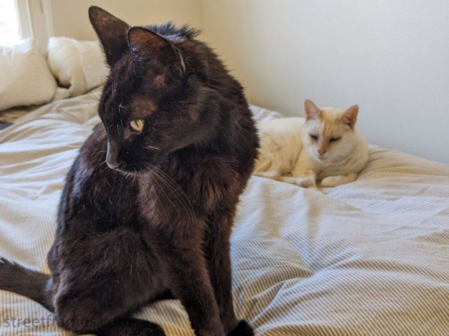 Ash & Axle Maddison - Female Turkish Van Mix Cat in VIC - PetRescue