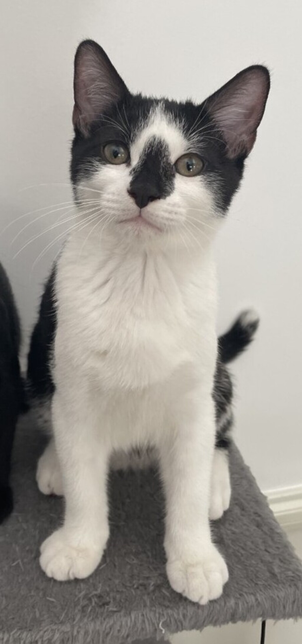 Hendrix - Male Domestic Short Hair Mix Cat in QLD - PetRescue