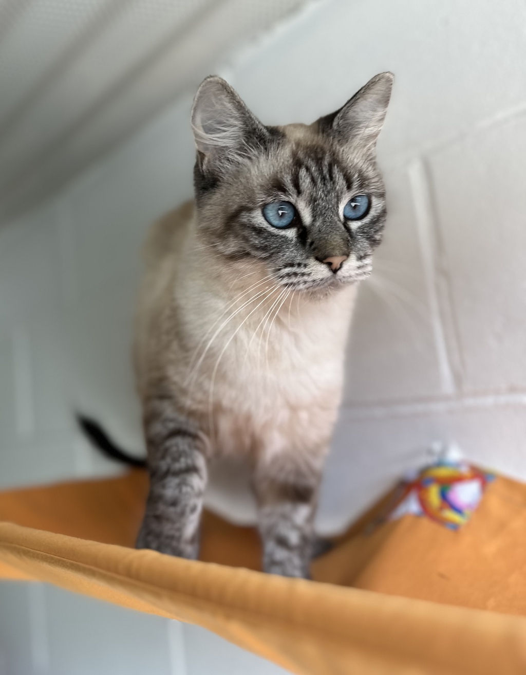 Lilo - Female Layanese Mix Cat in QLD - PetRescue