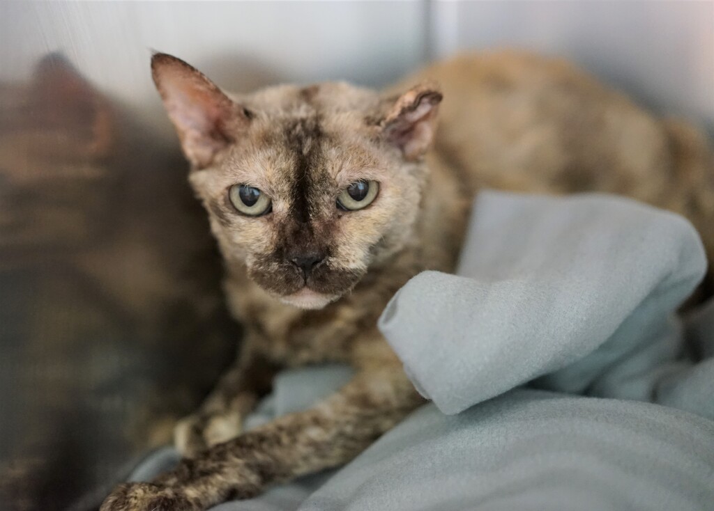Mabel - Female Devon Rex Mix Cat in QLD - PetRescue