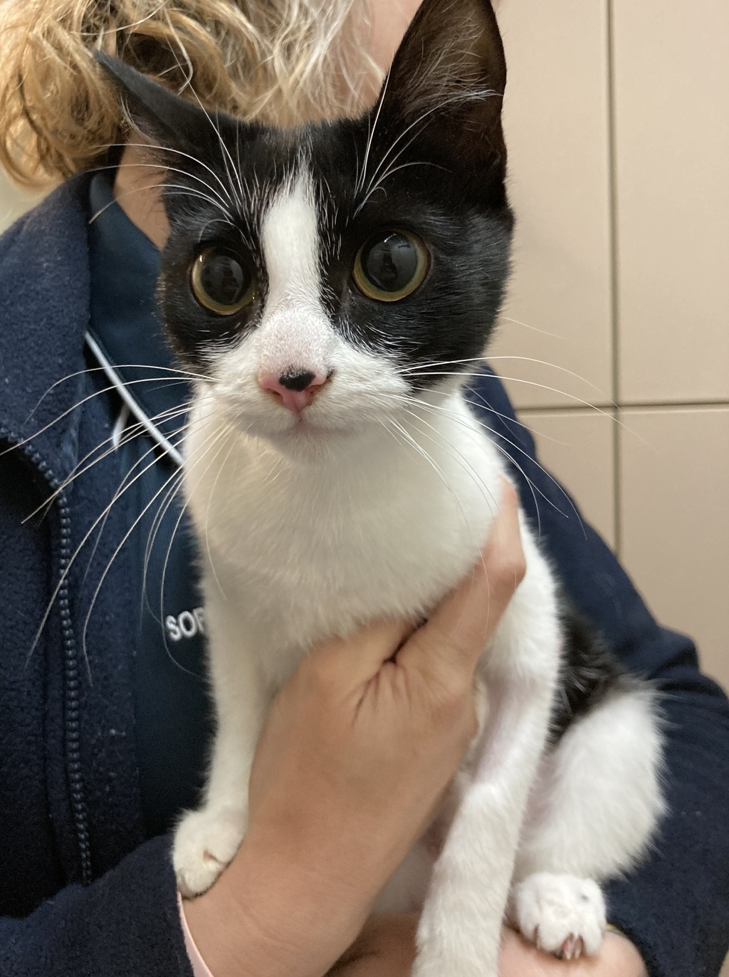 Rae - Female Dsh Mix Cat in WA - PetRescue
