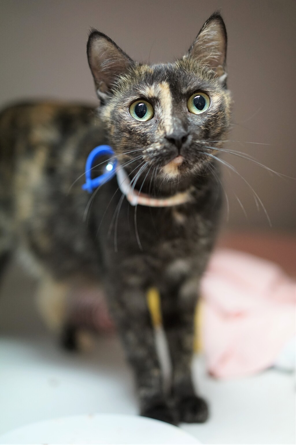 Kit Kat - Female Domestic Short Hair Mix Cat in QLD - PetRescue