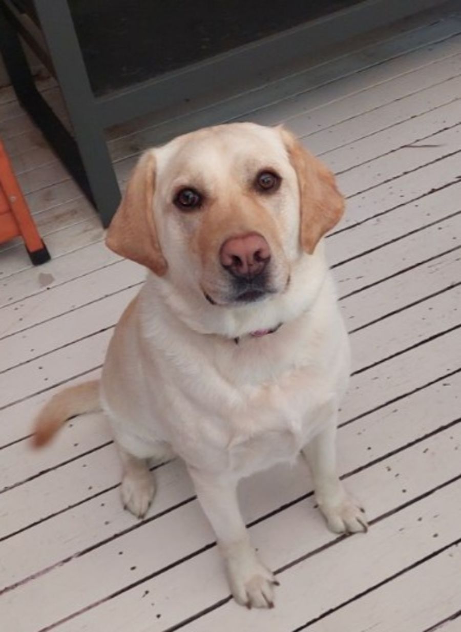 Bella - Large Female Labrador Dog in NSW - PetRescue