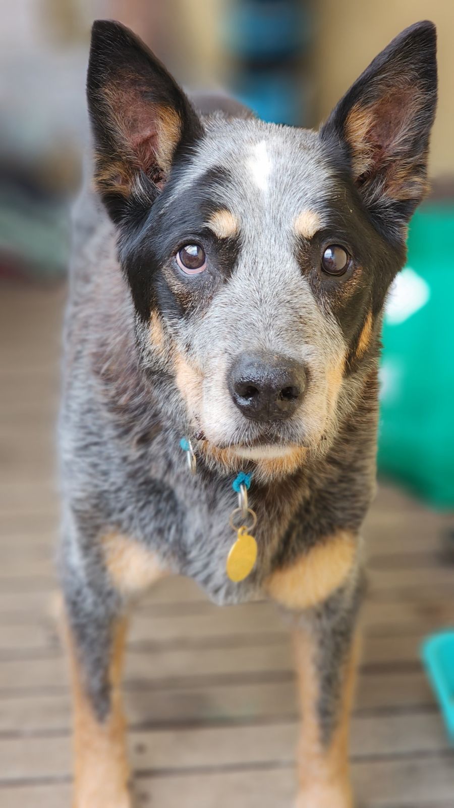 Archie - Medium Male Blue Heeler Dog in VIC - PetRescue