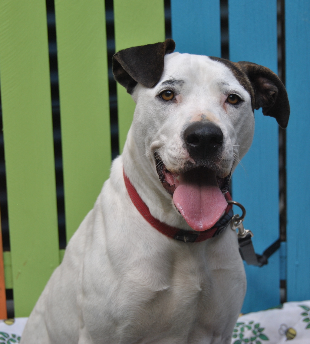 Flick - Medium Female Bull Arab Mix Dog in QLD - PetRescue