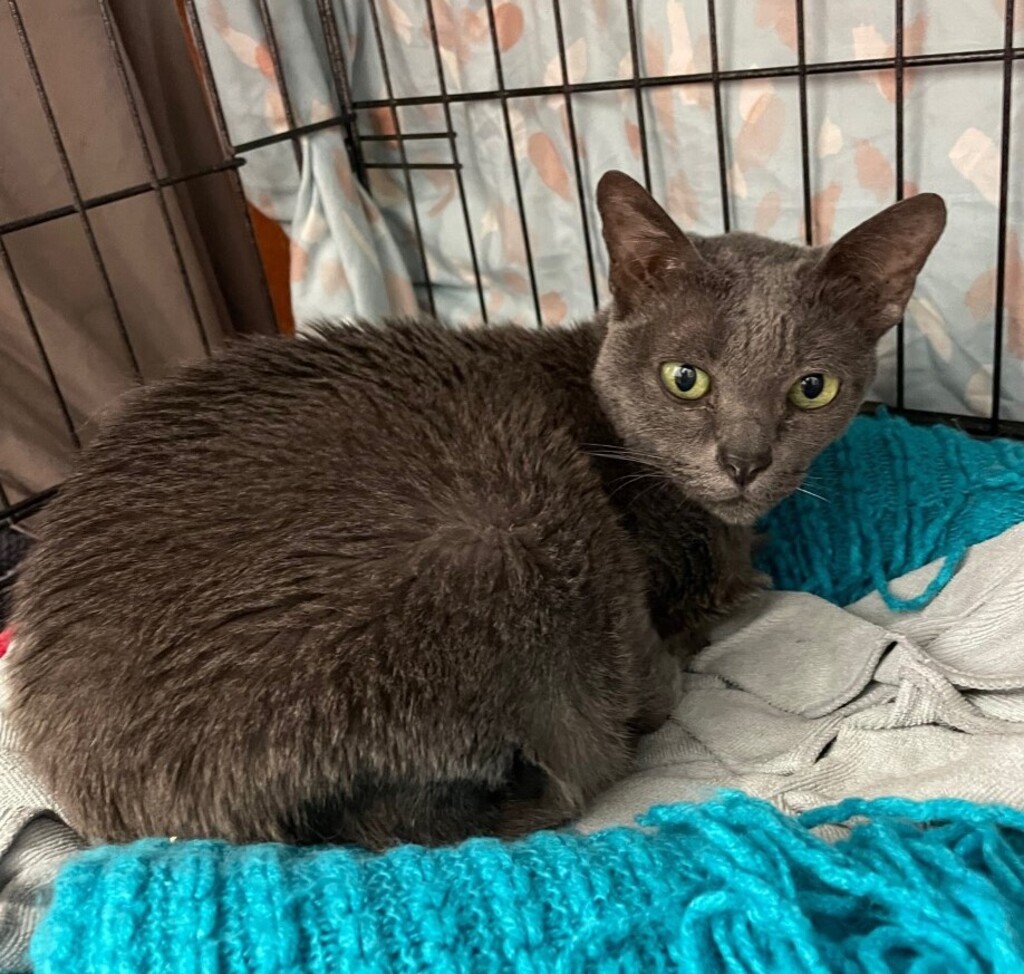 Sinead - Female Korat Cat in QLD - PetRescue