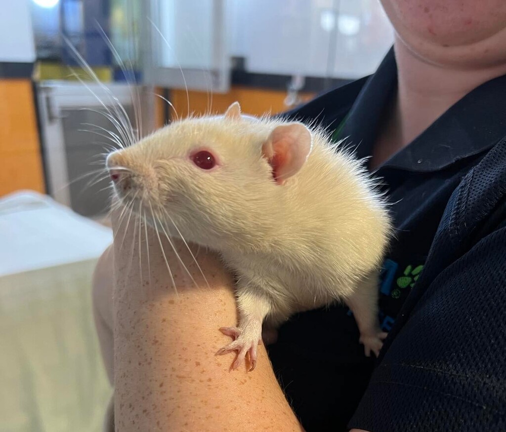 Jasper - Male Rat Mix Rodent in QLD - PetRescue