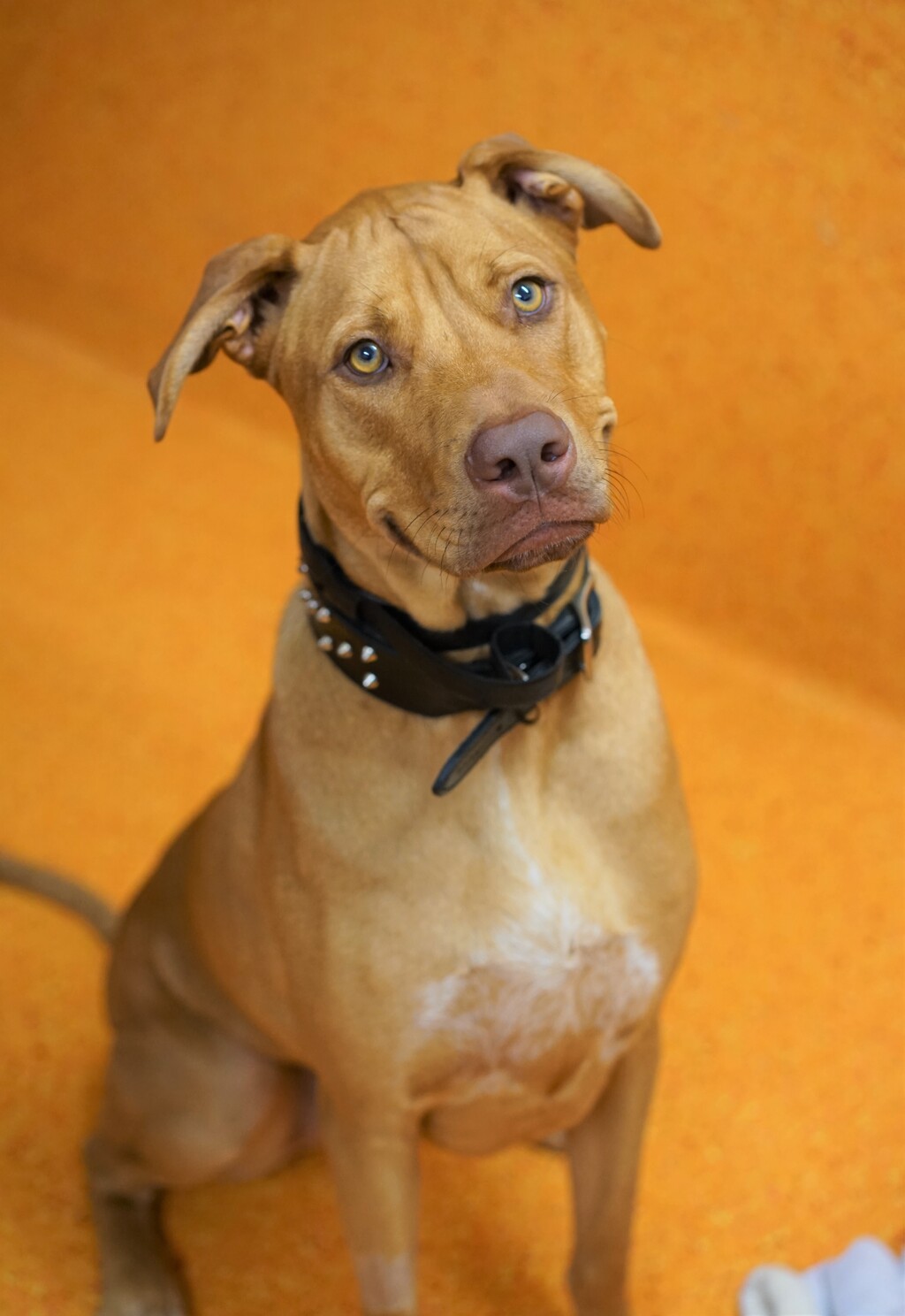 Bear - Medium Male Australian Cattle Dog x Boxer Mix Dog in QLD - PetRescue